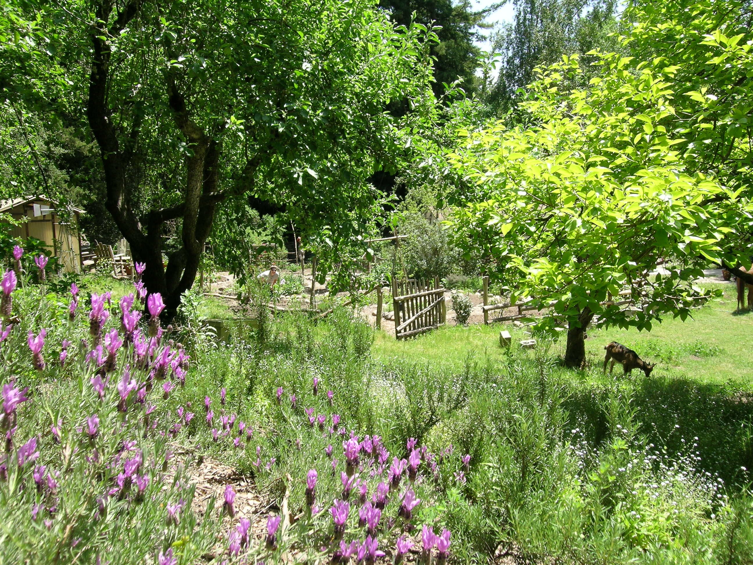 Heritage Orchard | lovecreekfarm