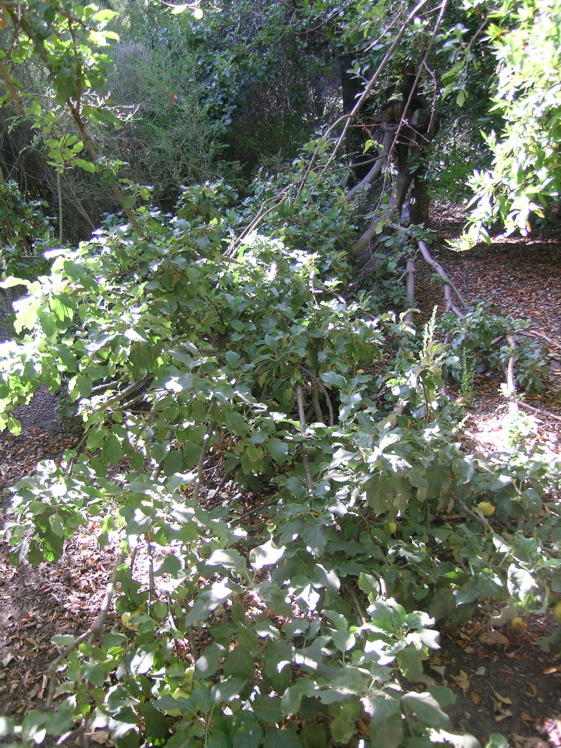 Yellow Bellflower | lovecreekfarm